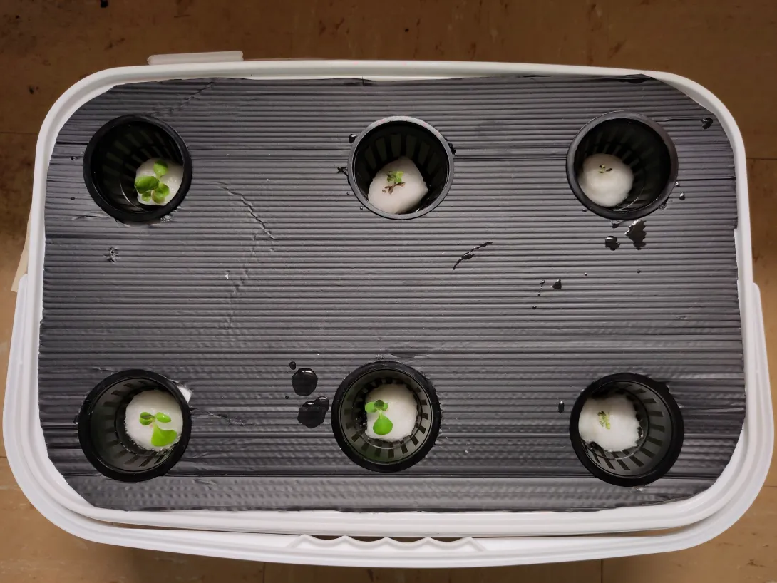 Hydroponics Fail: Lettuce Drying Out | Anglesey Hydroponics
